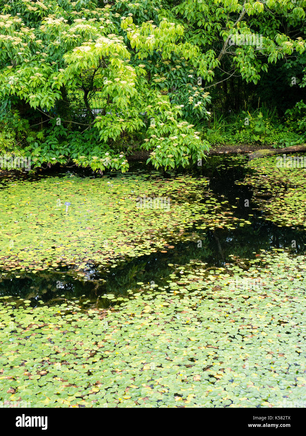 Water Lilly's, Chinese Hillside, Royal Botanic Garden Edinburgh ...