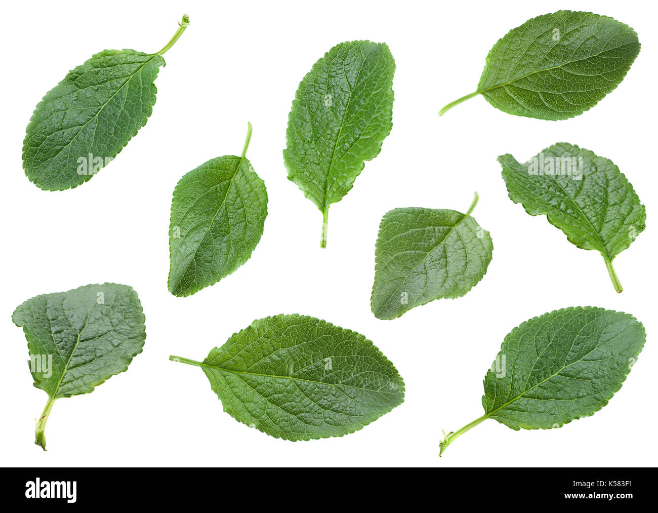 Young leaf plum tree set isolated on white Stock Photo - Alamy