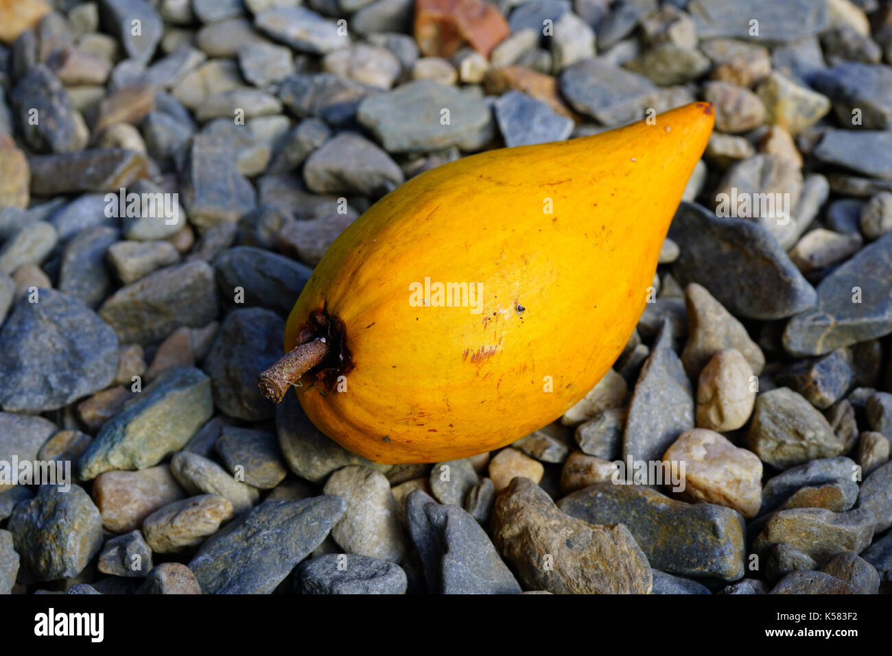 Sapote hi-res stock photography and images - Alamy