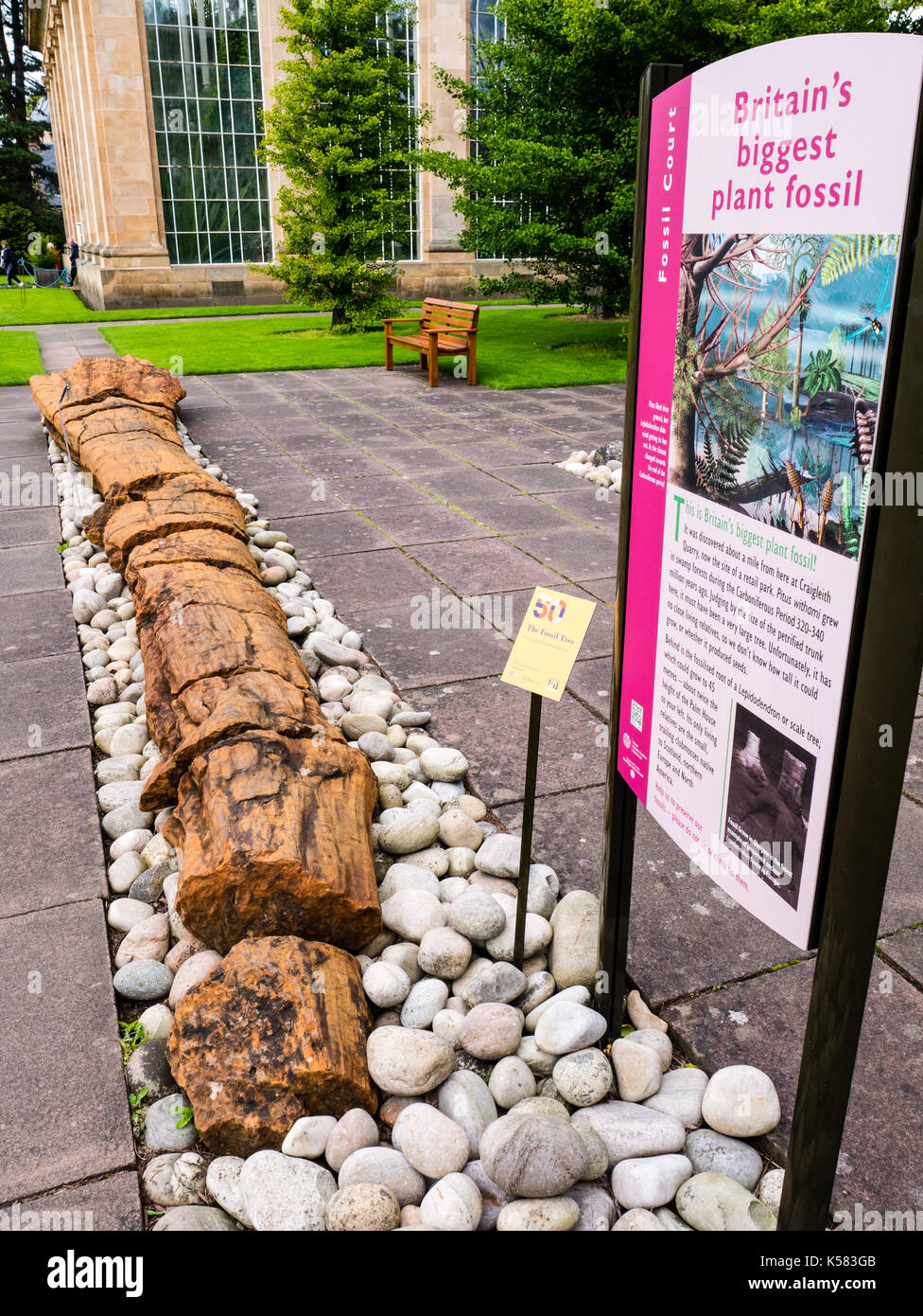 Fossilised Tree Stock Photos & Fossilised Tree Stock Images - Alamy