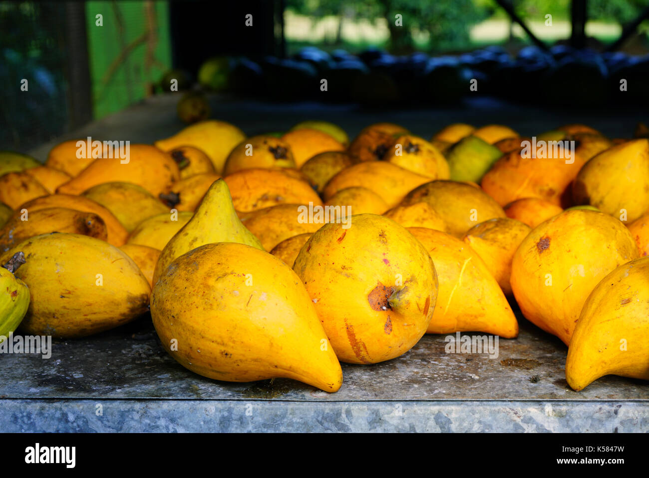 Pouteria hi-res stock photography and images - Alamy