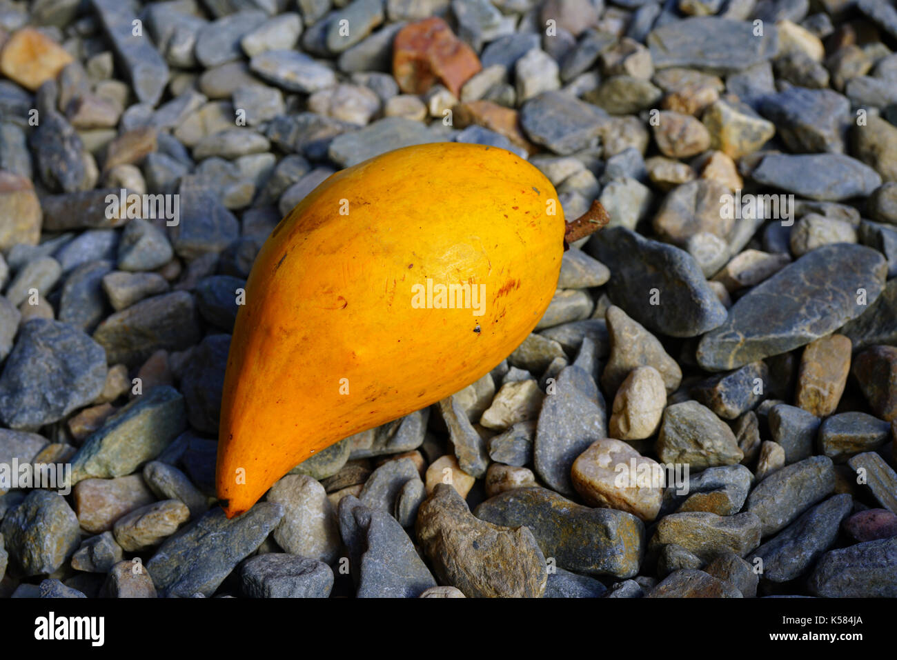 Pouteria hi-res stock photography and images - Alamy