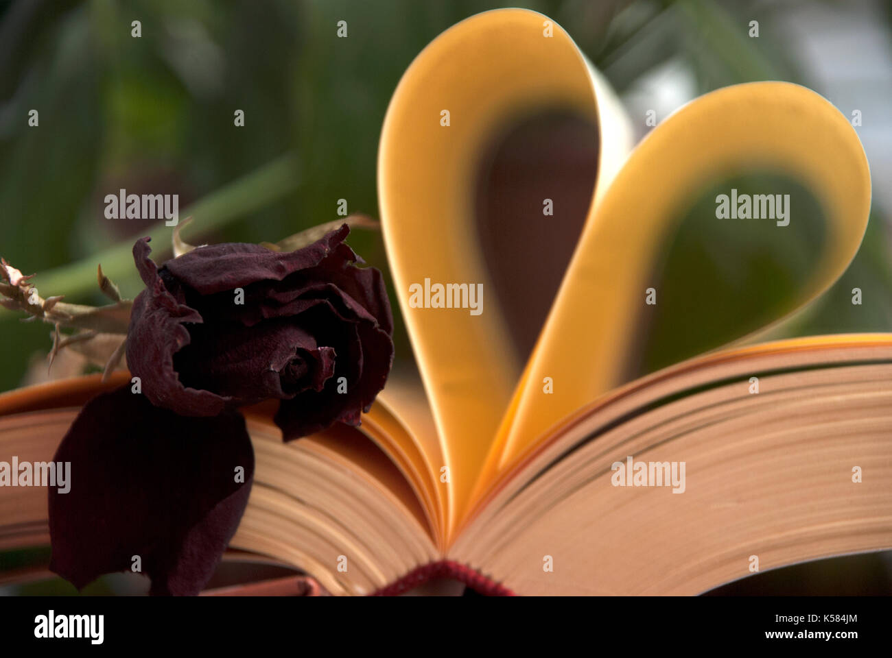 Love and books. Heart shape made from book pages Stock Photo - Alamy