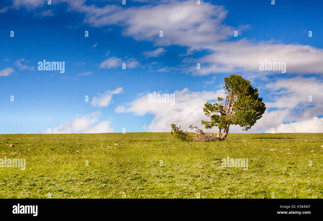 A tree survives and thrives after half of it is split away by lightning ...
