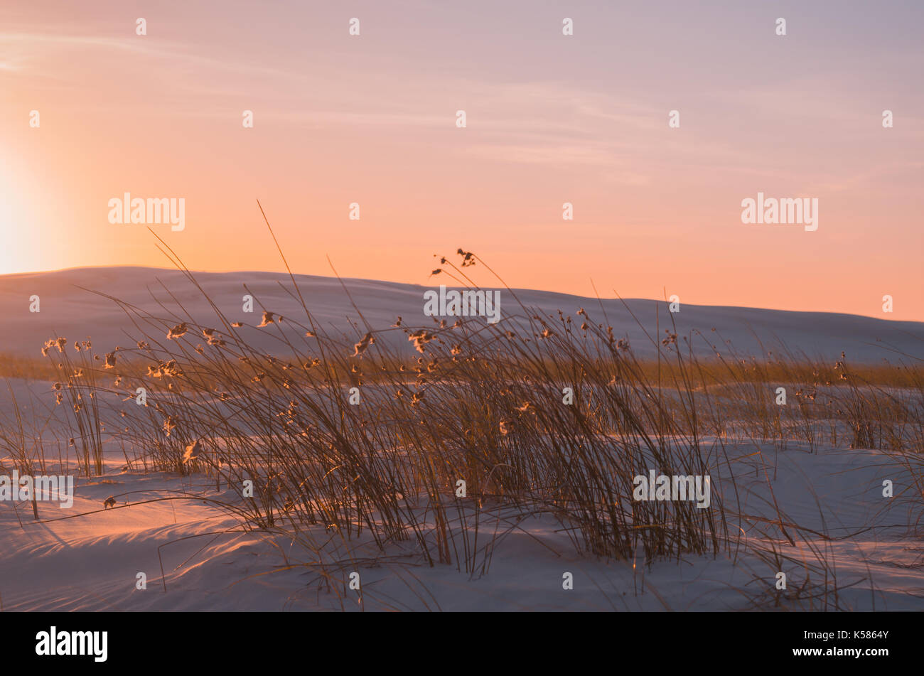 Flowers on the dunes with sunset Stock Photo - Alamy