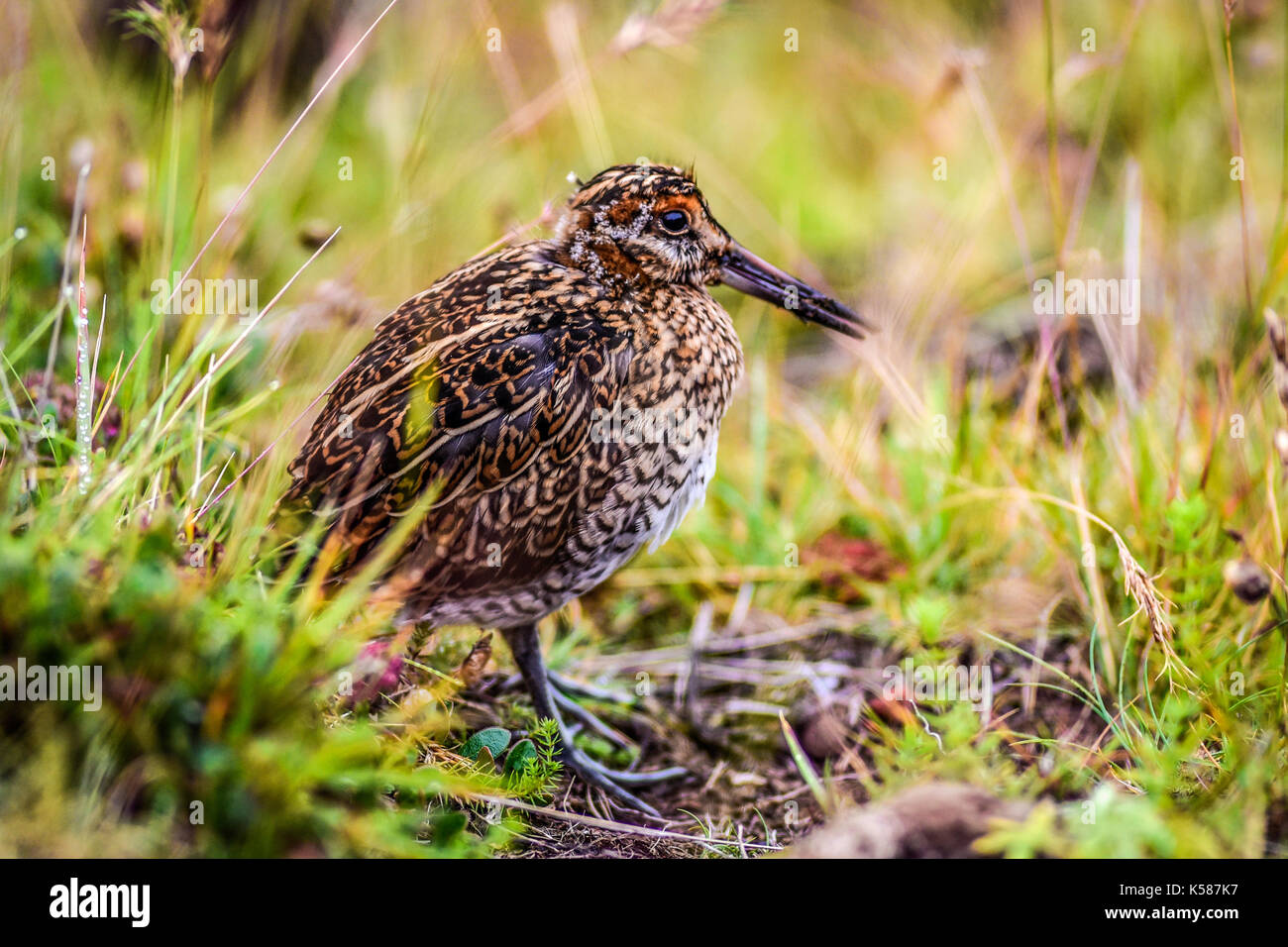 Gallinago young bird sitting in a meadows looking for food Stock Photo ...