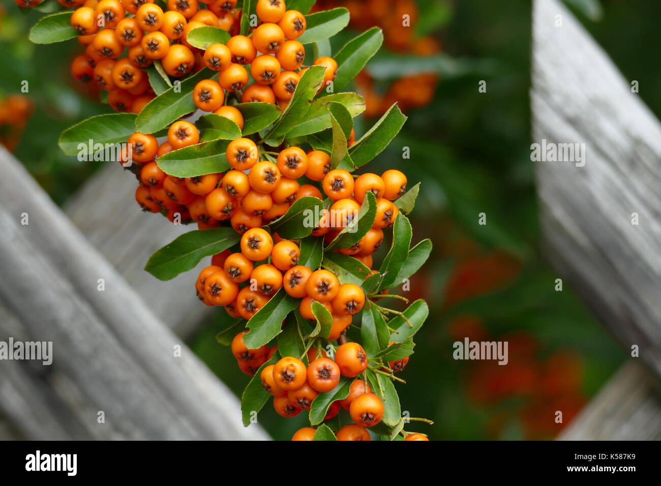 Hippophae rhamnoides flower hi-res stock photography and images - Alamy