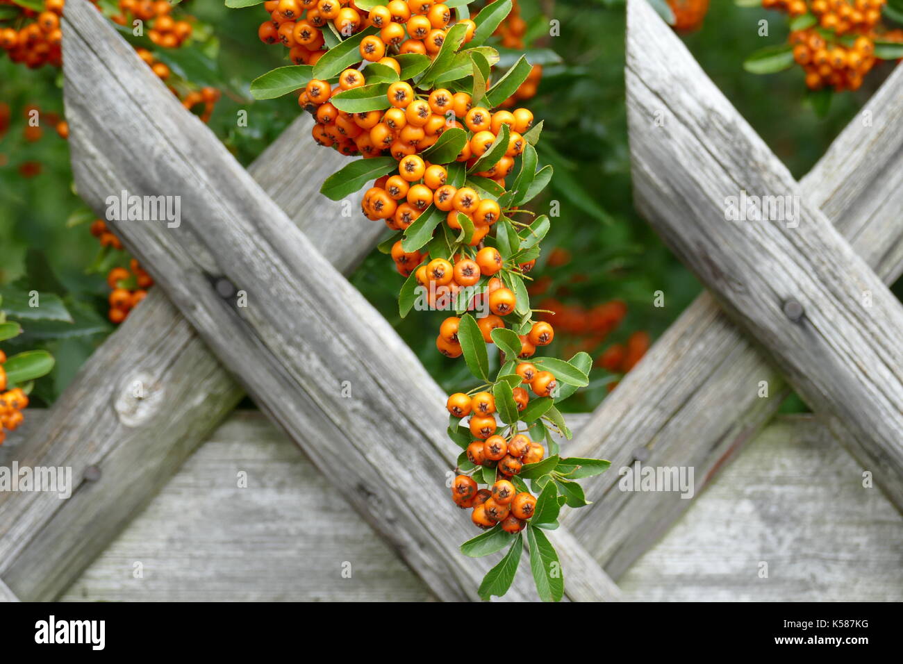 Hippophae rhamnoides flower hi-res stock photography and images - Alamy