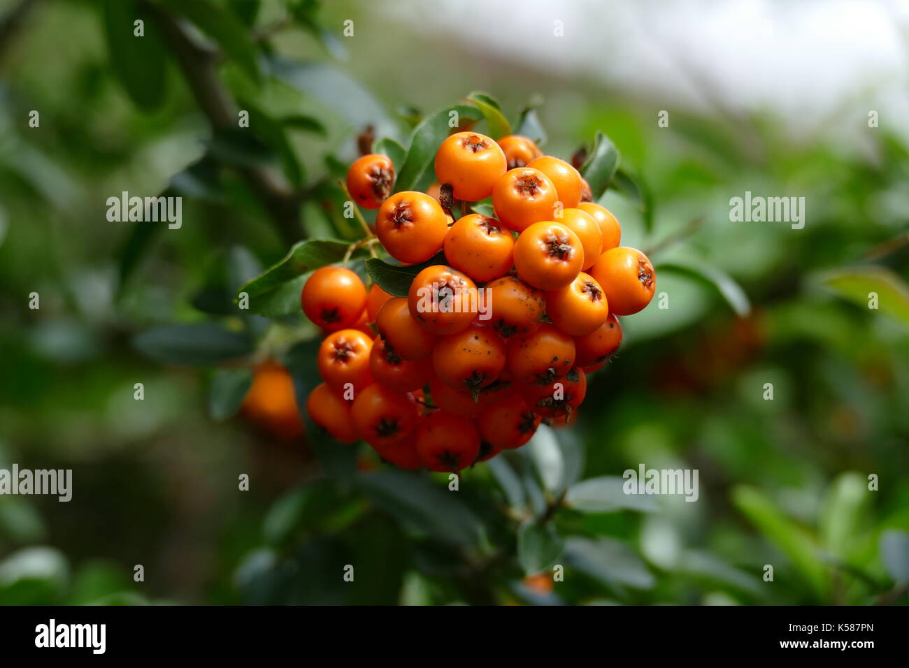 Hippophae rhamnoides flower hi-res stock photography and images - Alamy