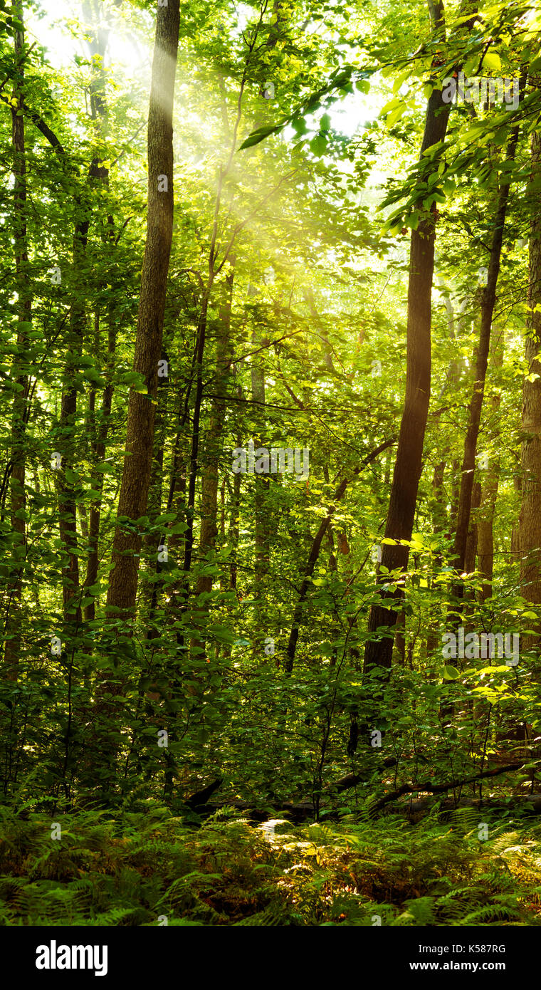 Golden sun rays hi-res stock photography and images - Alamy