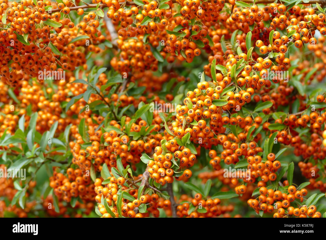Hippophae rhamnoides flower hi-res stock photography and images - Alamy