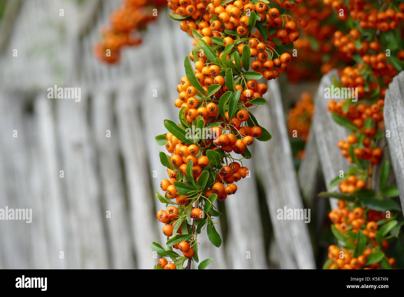 Hippophae Rhamnoides Flower High Resolution Stock Photography and ...