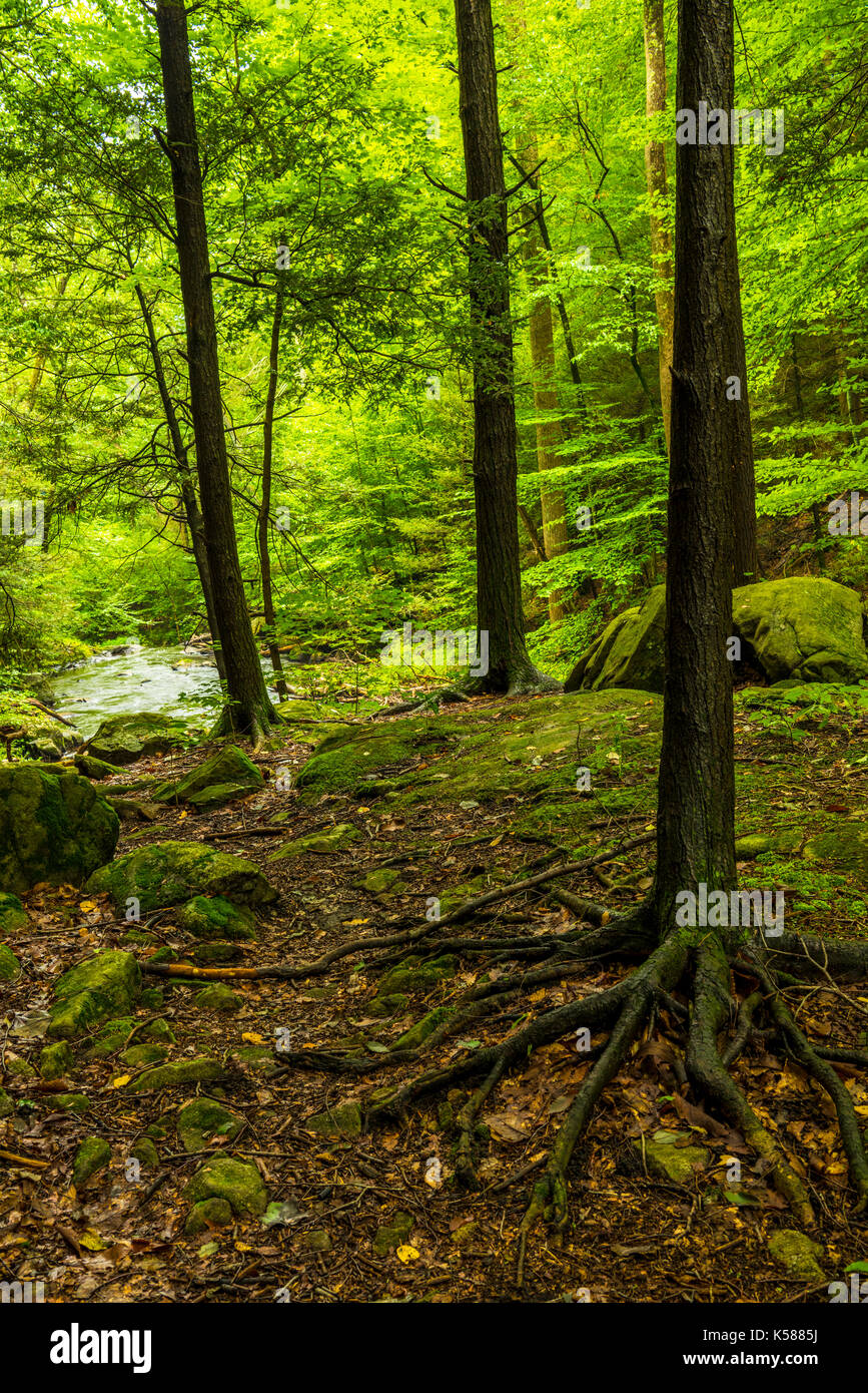 Trees background hi-res stock photography and images - Alamy