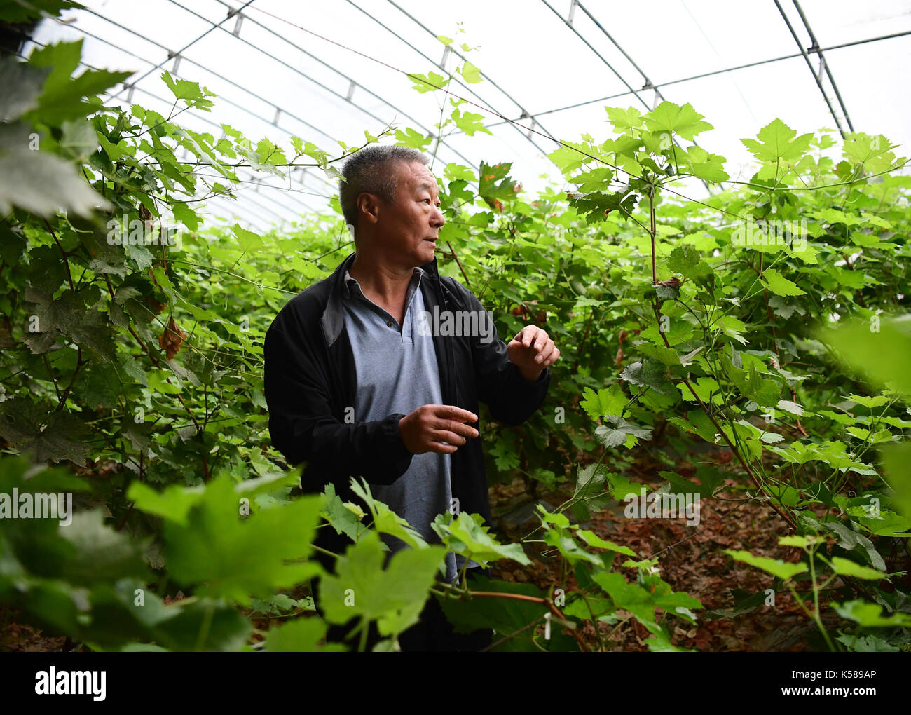 Yangling hi-res stock photography and images - Alamy