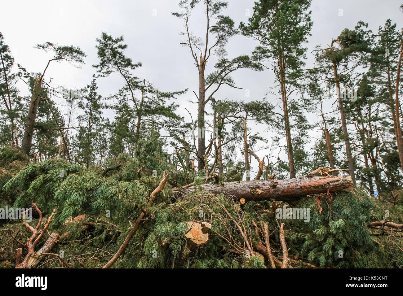 Trzebun, Poland. 08th Sep, 2017. Fallen during the tragic storm trees ...