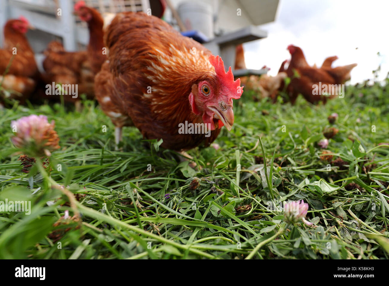 Oberaspach, Germany. 16th Aug, 2017. dpatop - A chicken walks on range ...