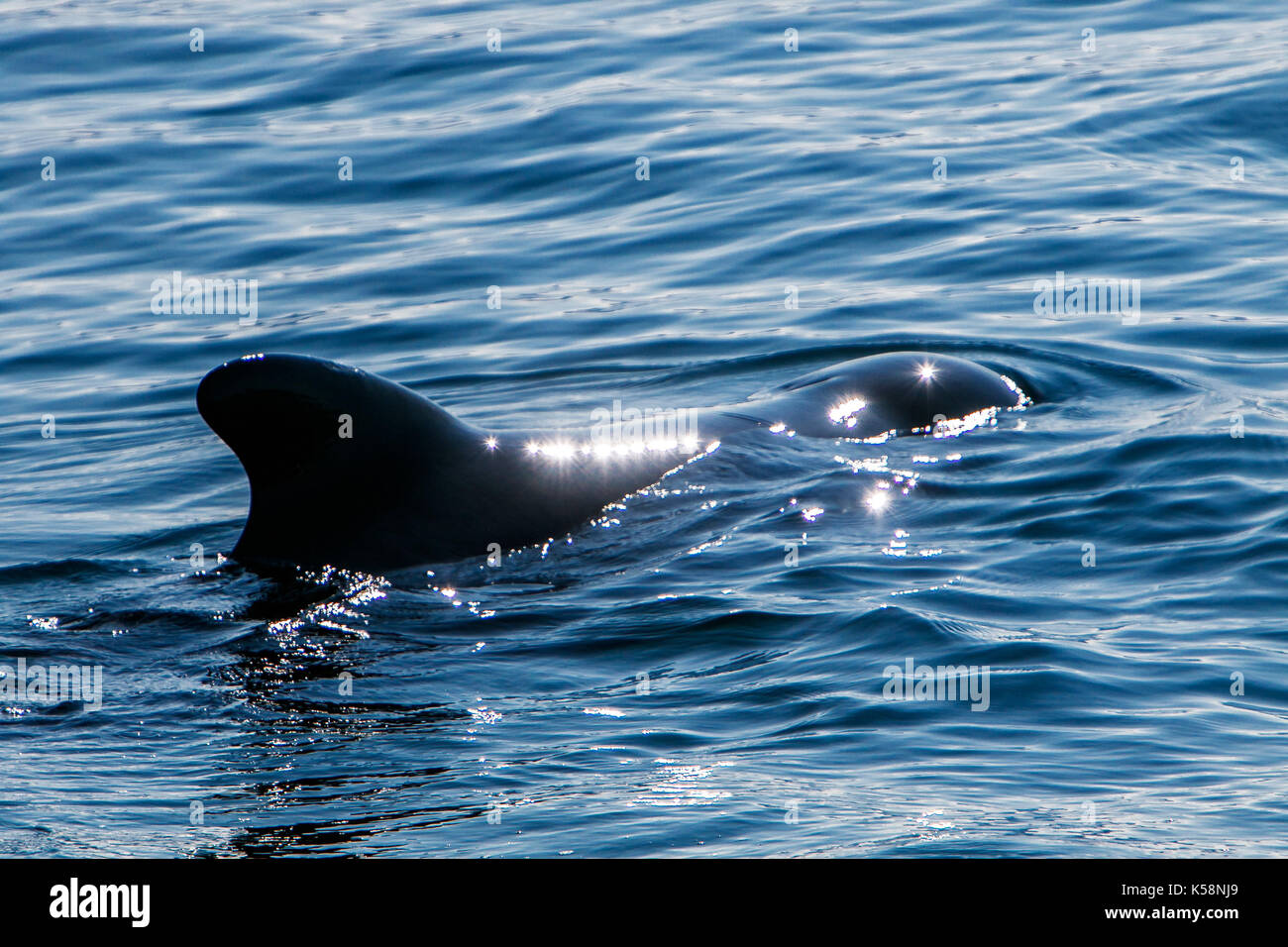 Pilot whale [Globicephala] as seen during a whale watching tour in ...