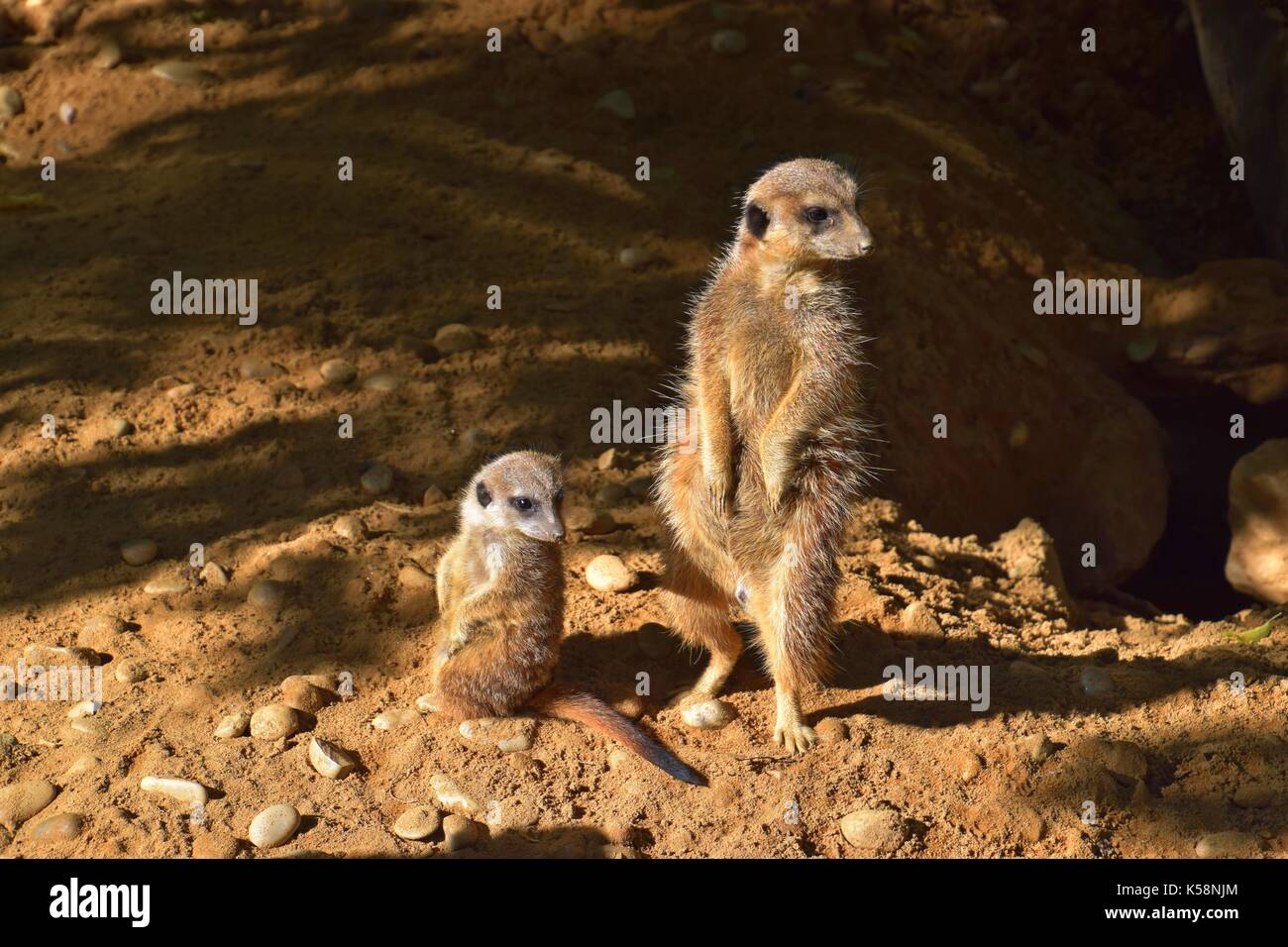 clan of meerkats, gang of suricate, suricata suricatta Stock Photo - Alamy
