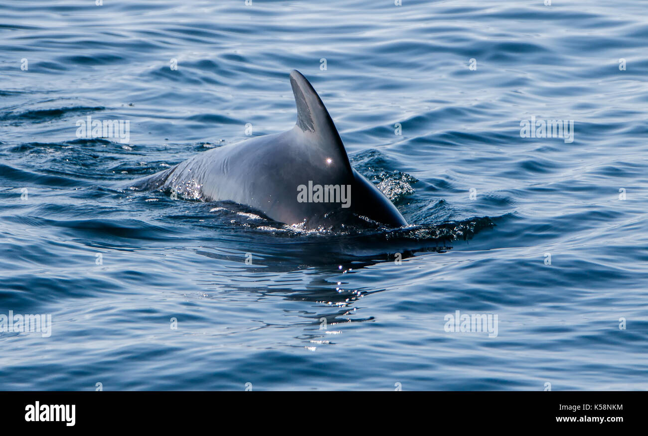 Pilot whale [Globicephala] as seen during a whale watching tour in ...