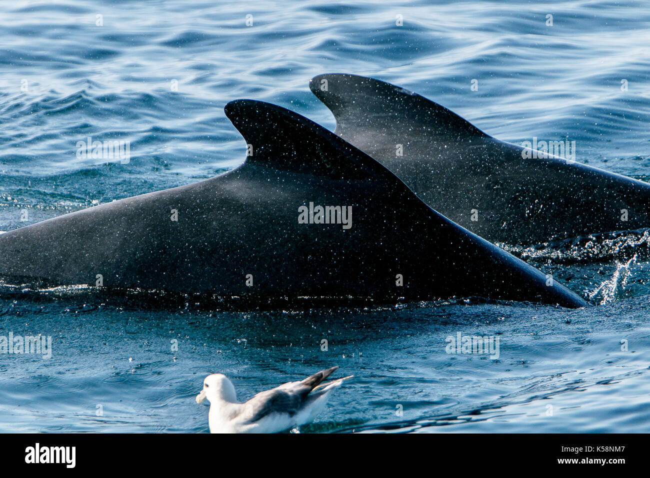Pilot whales [Globicephala] as seen during a whale watching tour in ...