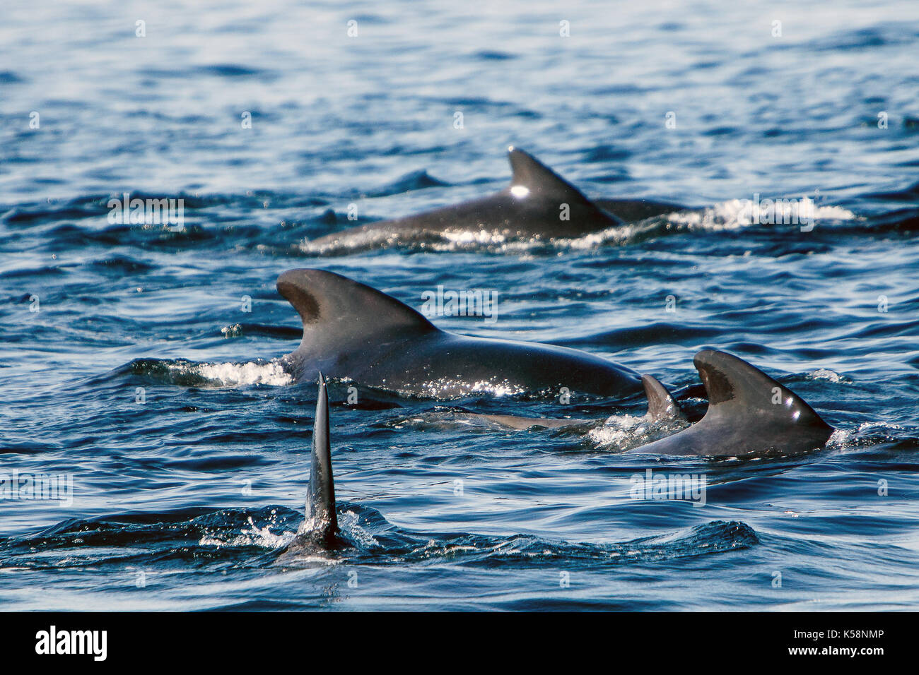 Pilot whales [Globicephala] as seen during a whale watching tour in ...