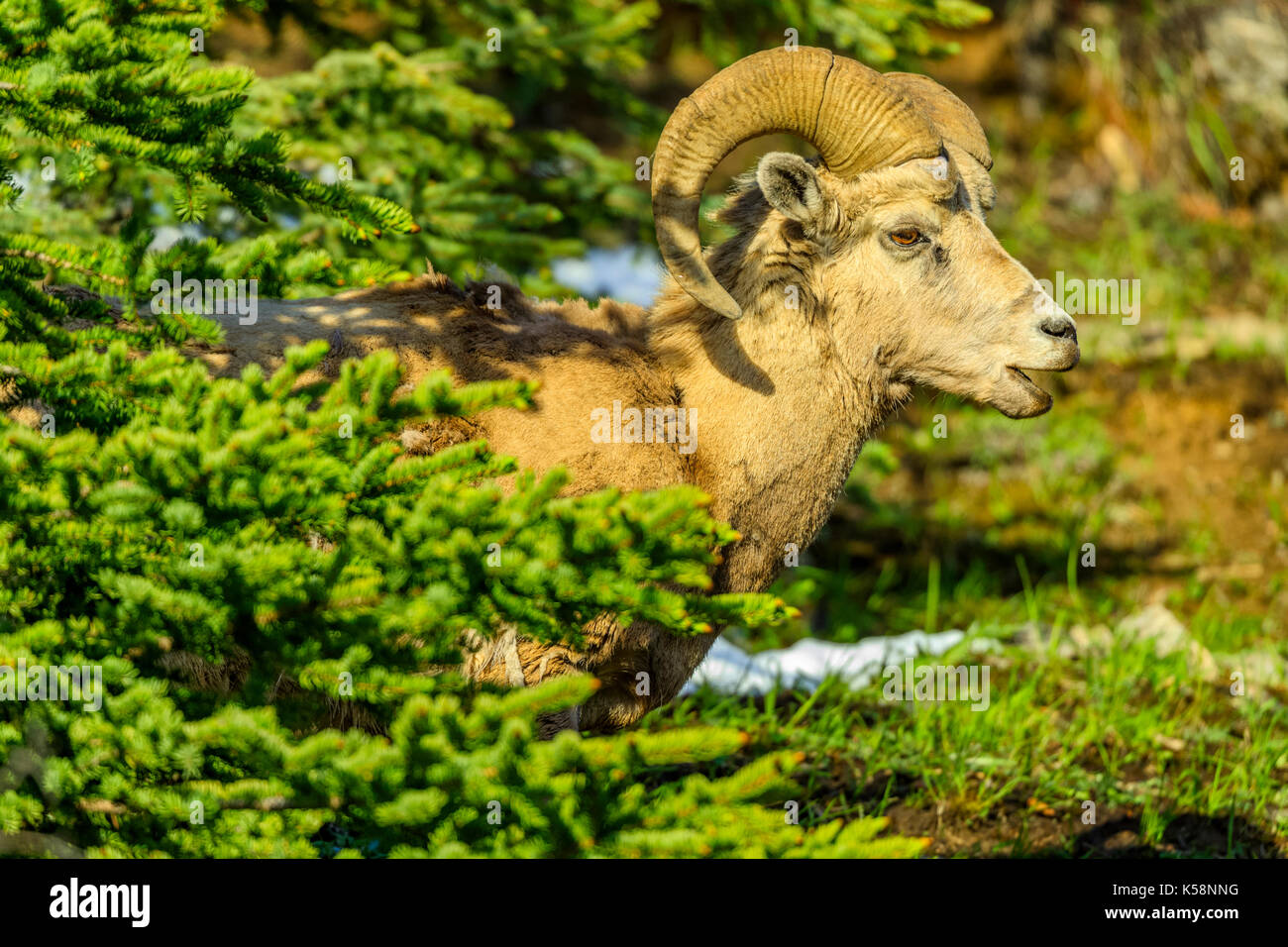 Mountain Sheep in Jasper National Park, Canada Stock Photo - Alamy