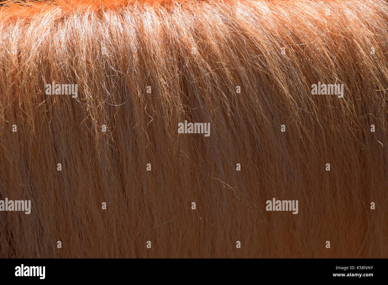 red mane of a Little Pony, Equus ferus caballus Stock Photo - Alamy