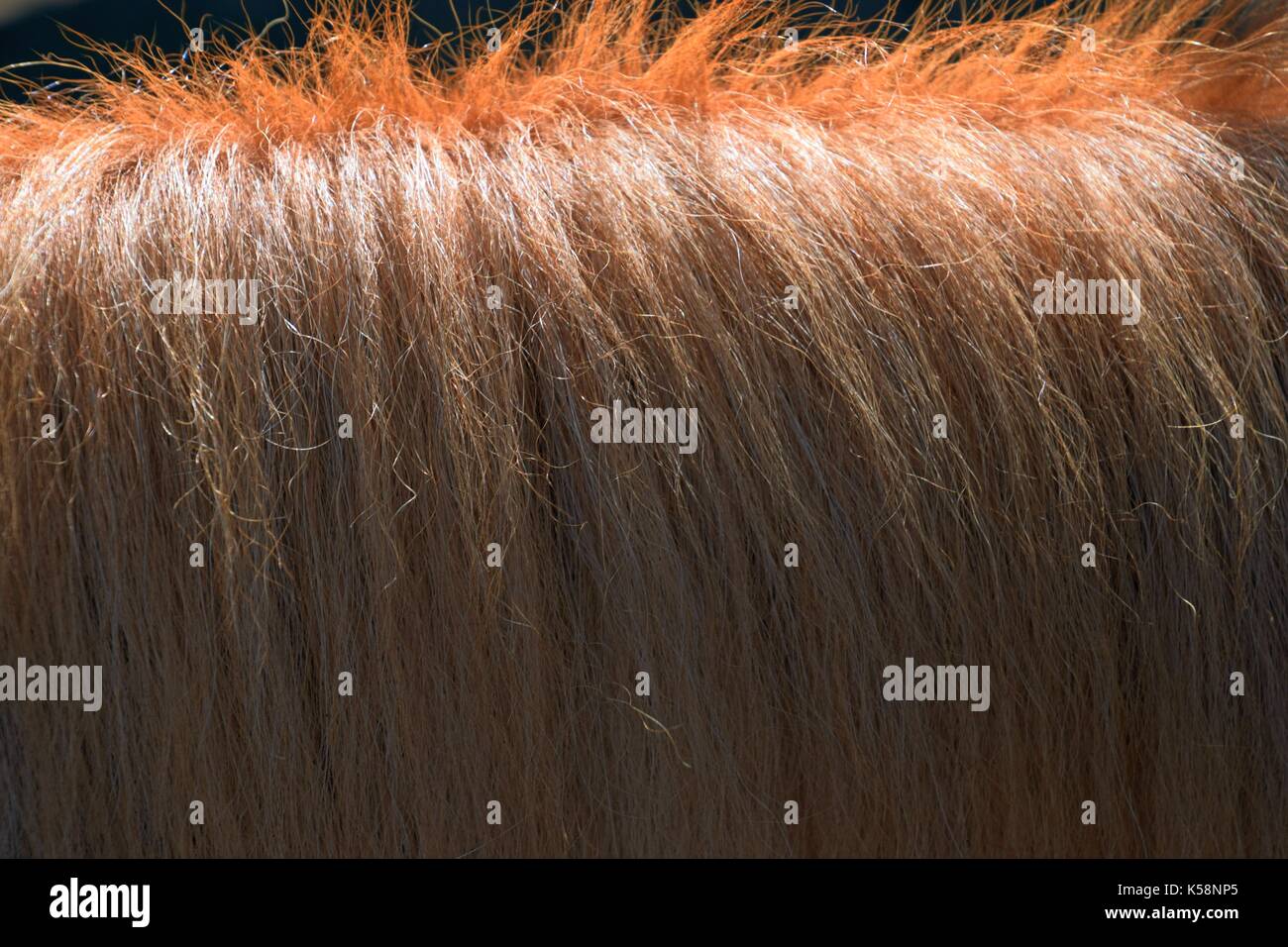 red mane of a Little Pony, Equus ferus caballus Stock Photo - Alamy