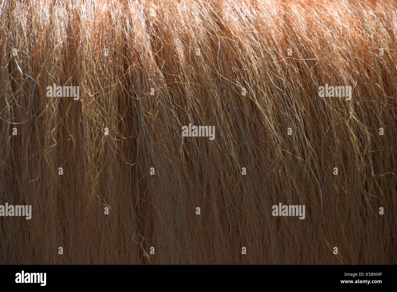Horse Mane Texture High Resolution Stock Photography and Images - Alamy