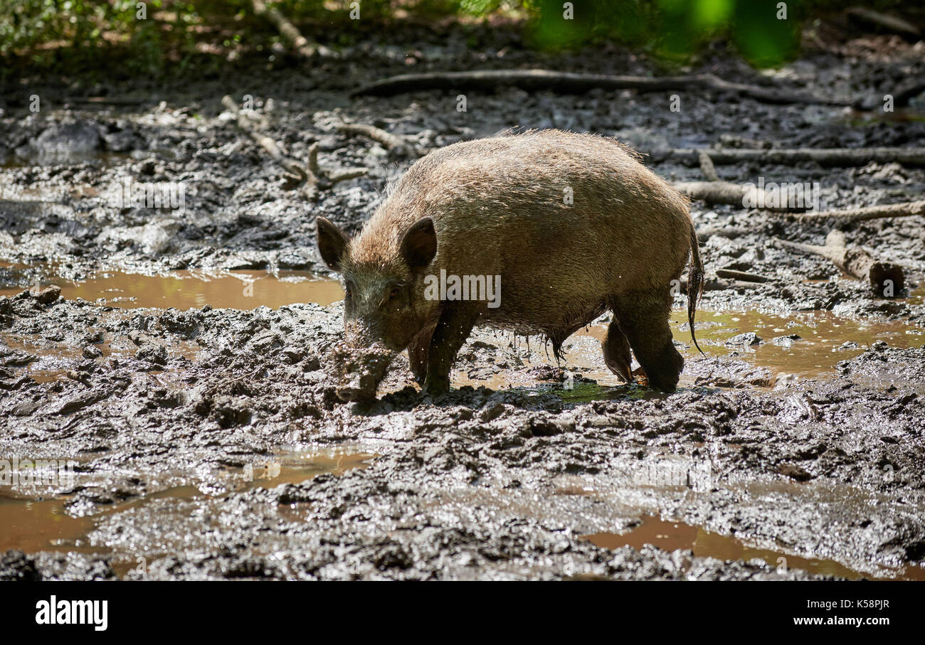 wild boar, European boar (Sus scrofa), slosh through mud Stock Photo ...