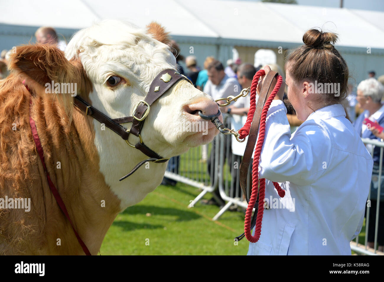 South of England Show 2016 at the Ardingly Showground, a prize bull ...