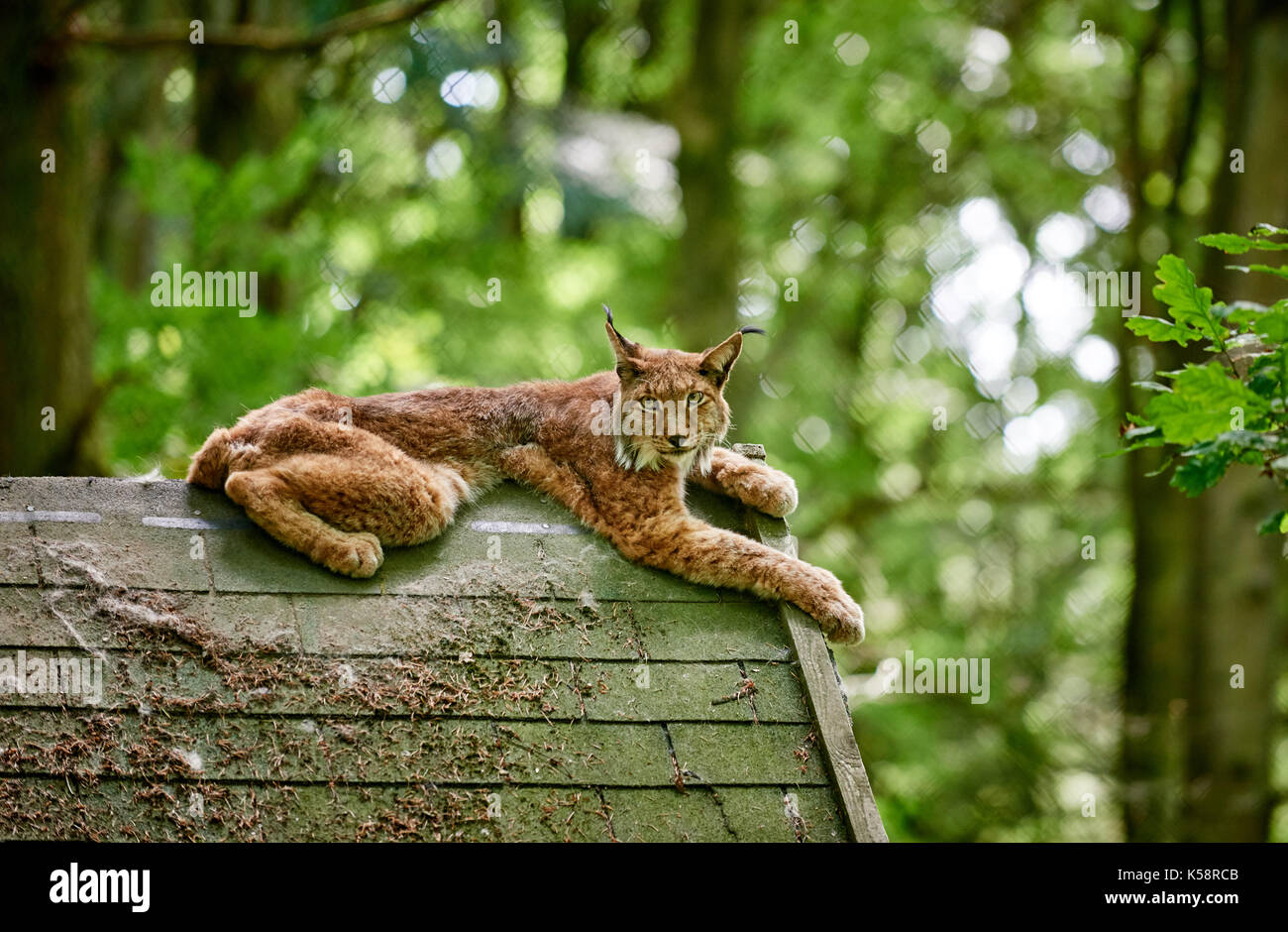 Zoo creature hi-res stock photography and images - Alamy