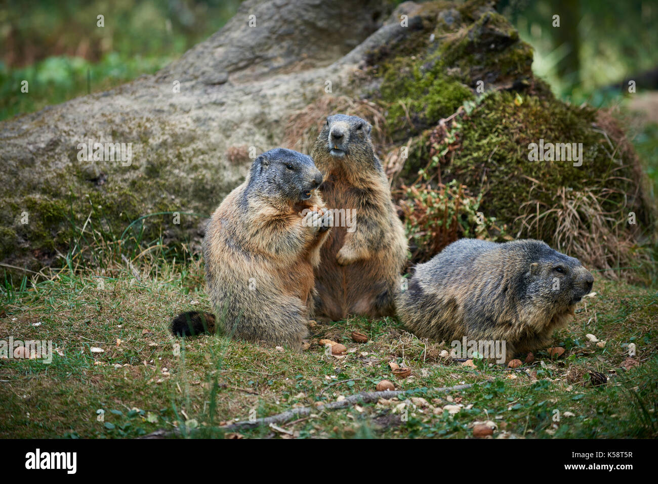 Marmota marmota group hi-res stock photography and images - Alamy