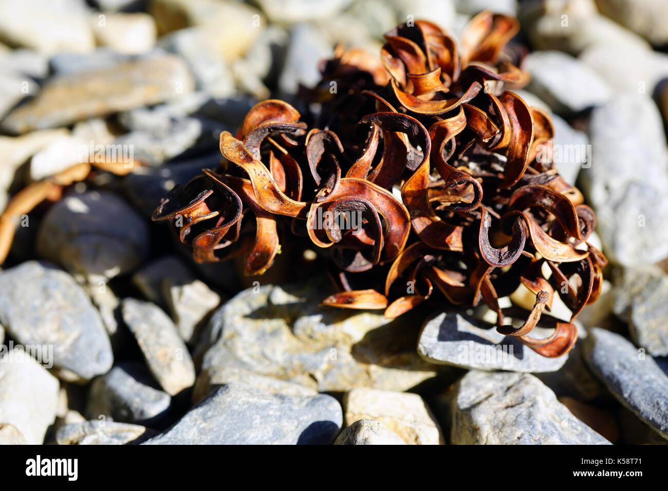 Wattle seed hi-res stock photography and images - Alamy