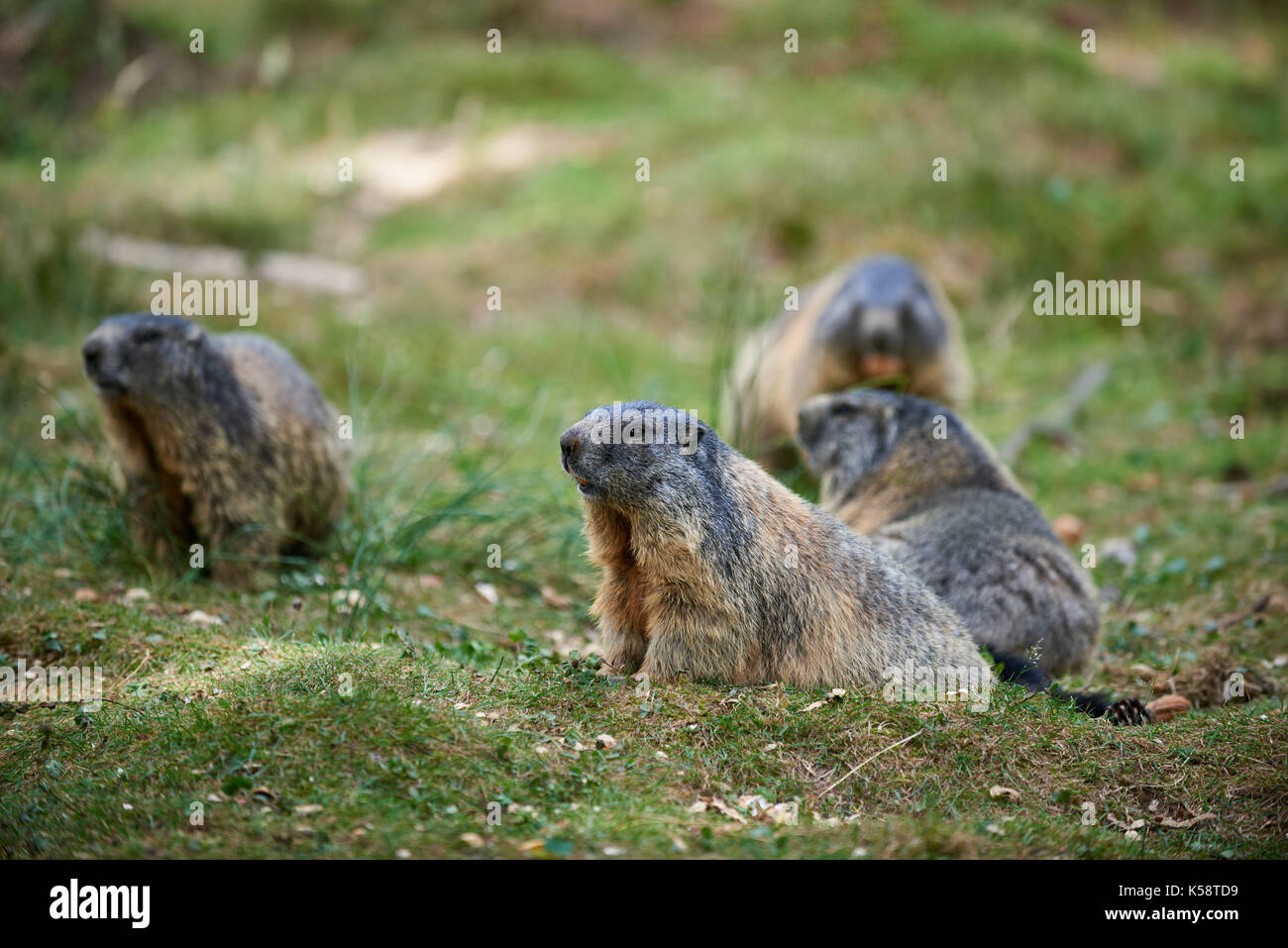 Marmota marmota group hi-res stock photography and images - Alamy