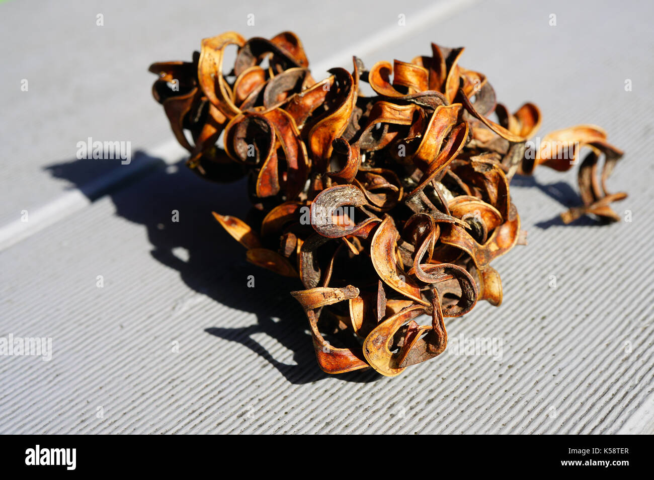 Wattle seed hi-res stock photography and images - Alamy