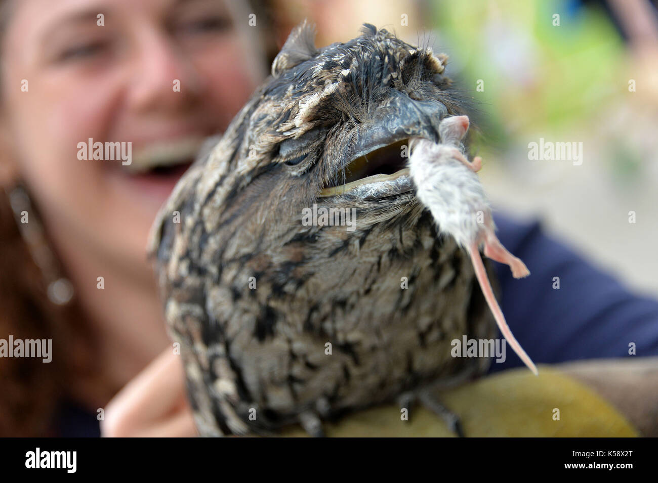 A tawny frogmouth owl eating a mouse. Credit Terry Applin Stock Photo ...