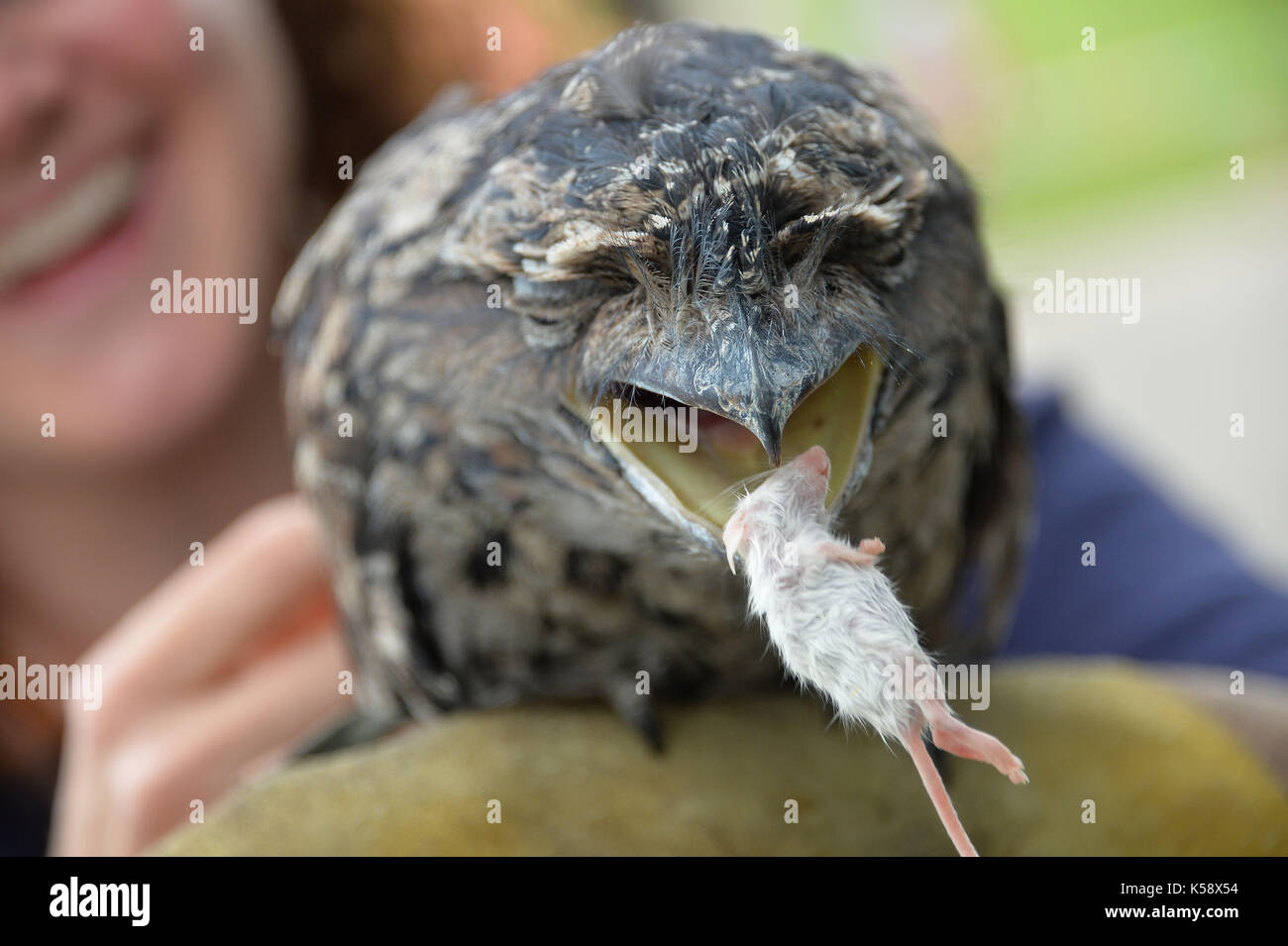 South of England Show 2016 at Ardingly. A tawny frogmouth owl eating a ...