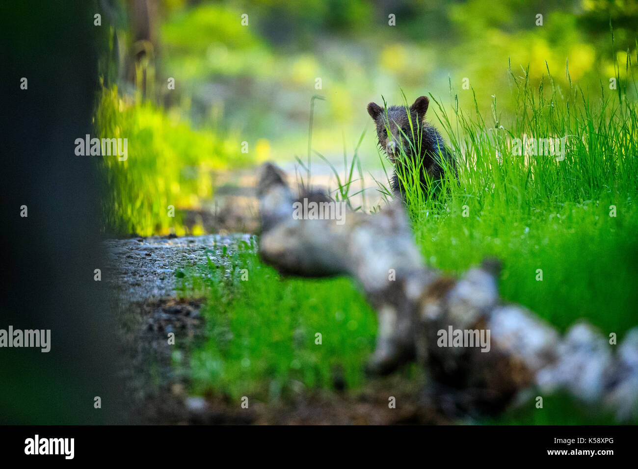 Grizzly Bear in Jasper National Park, Canada Stock Photo - Alamy