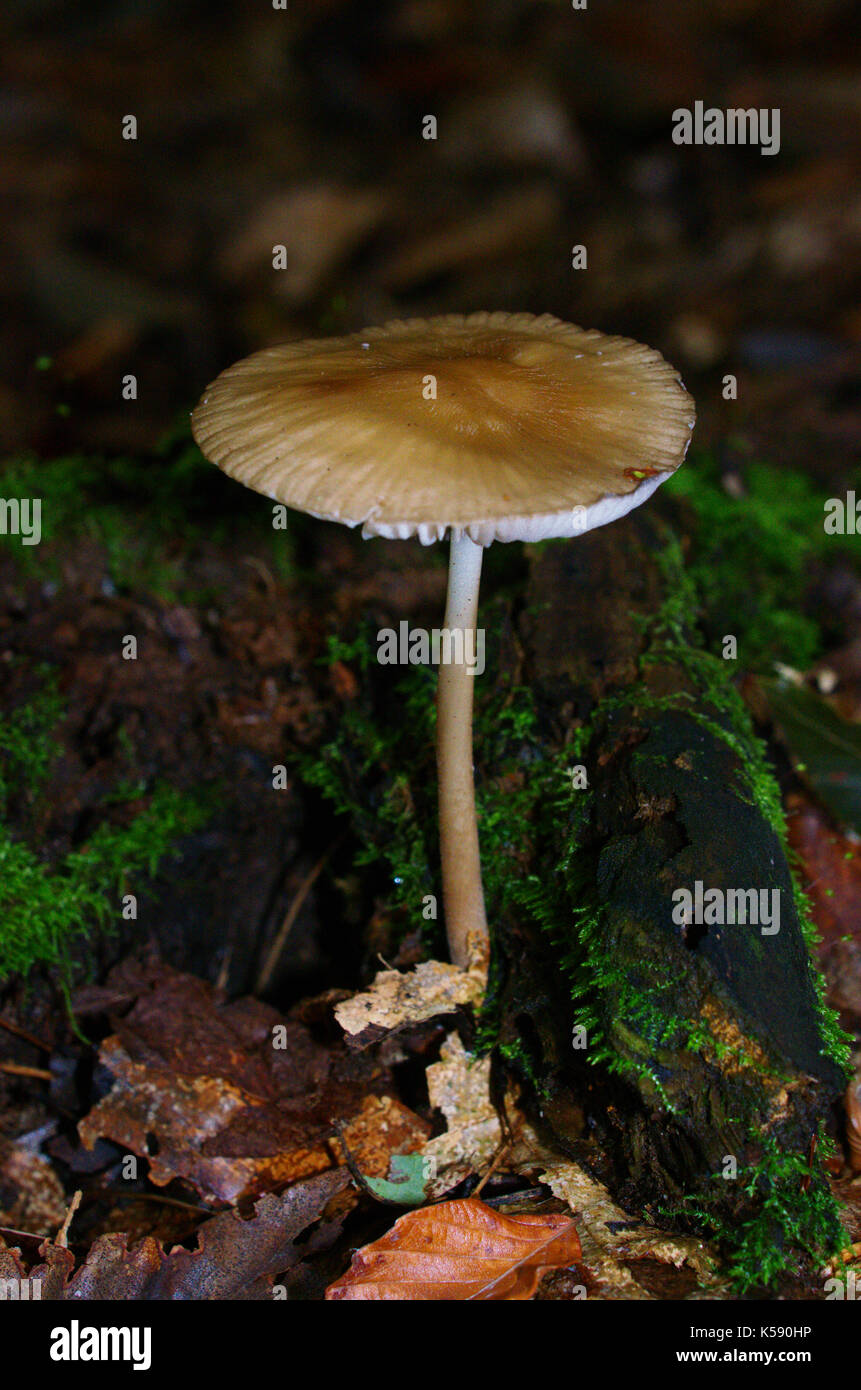 Boreal Forest Mushroom High Resolution Stock Photography and Images - Alamy