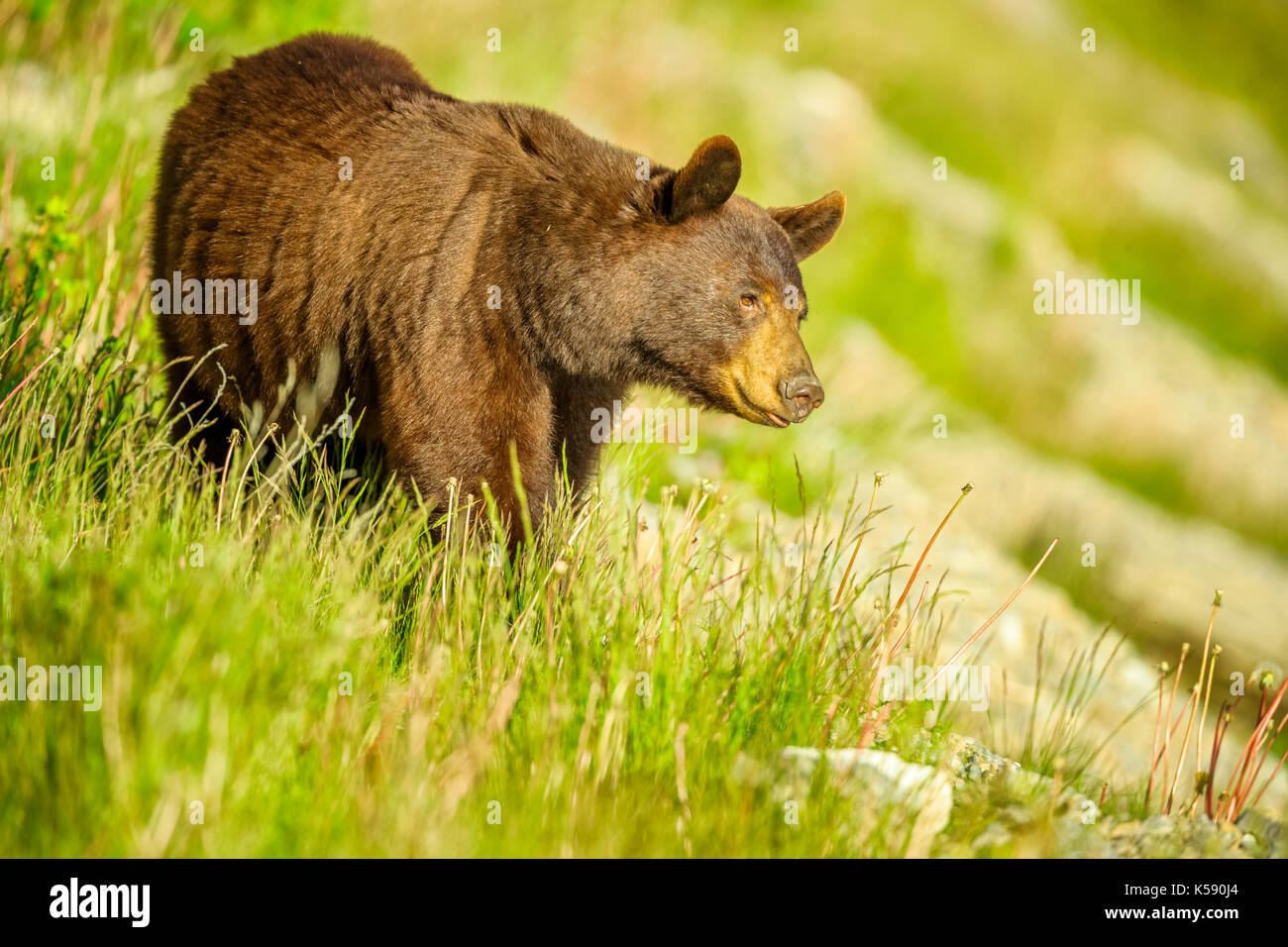Black Bear in Jasper National Park, Canada Stock Photo - Alamy