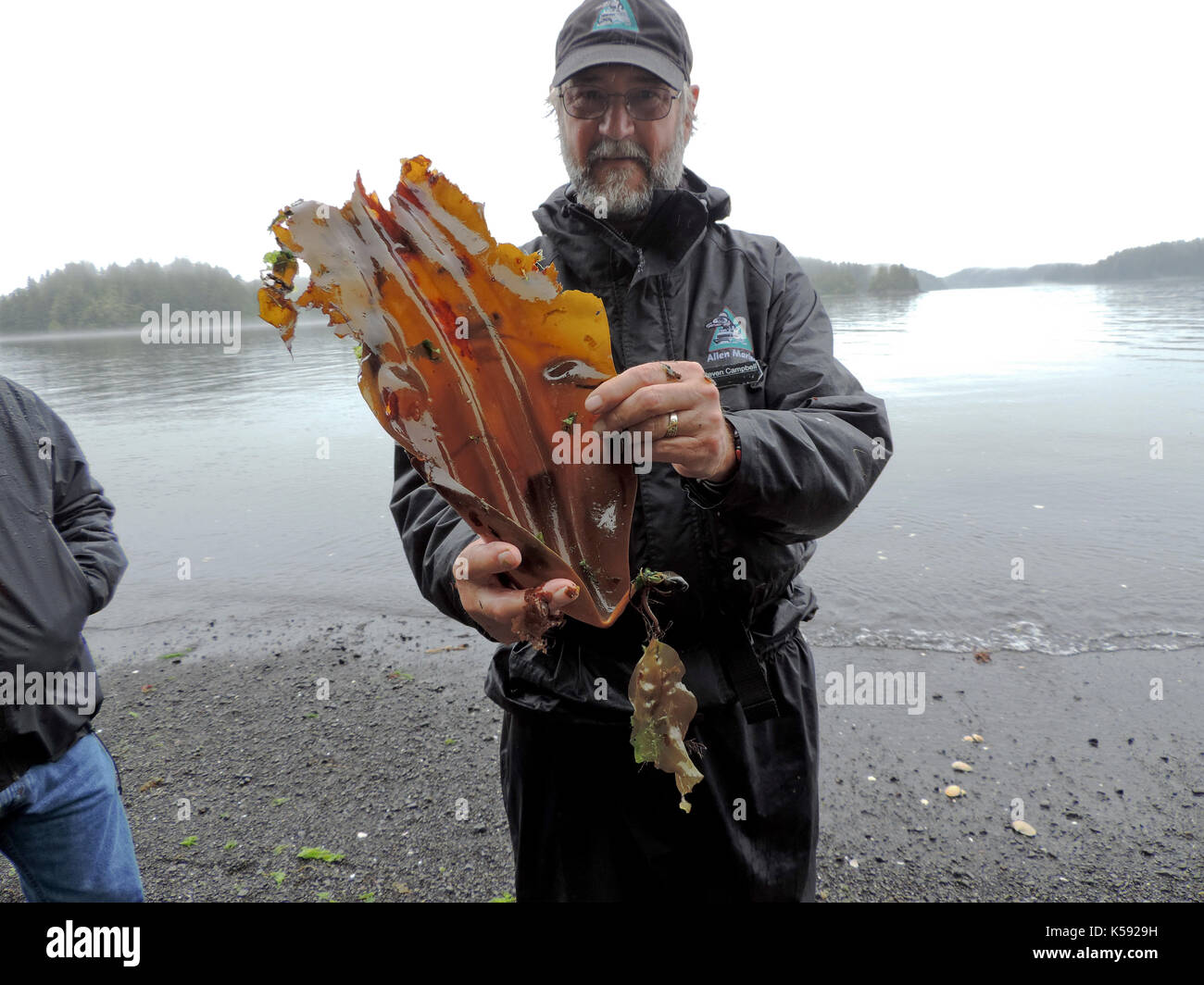 MAN HOLDING KELP LEAF AND STEM, ALASKA Stock Photo - Alamy