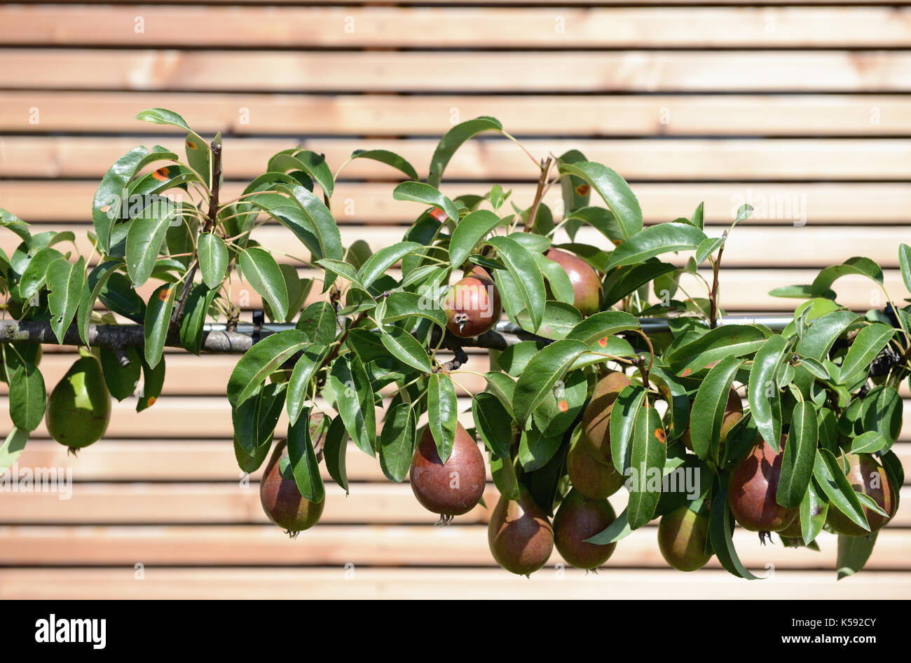 espaliered pear trees Stock Photo - Alamy
