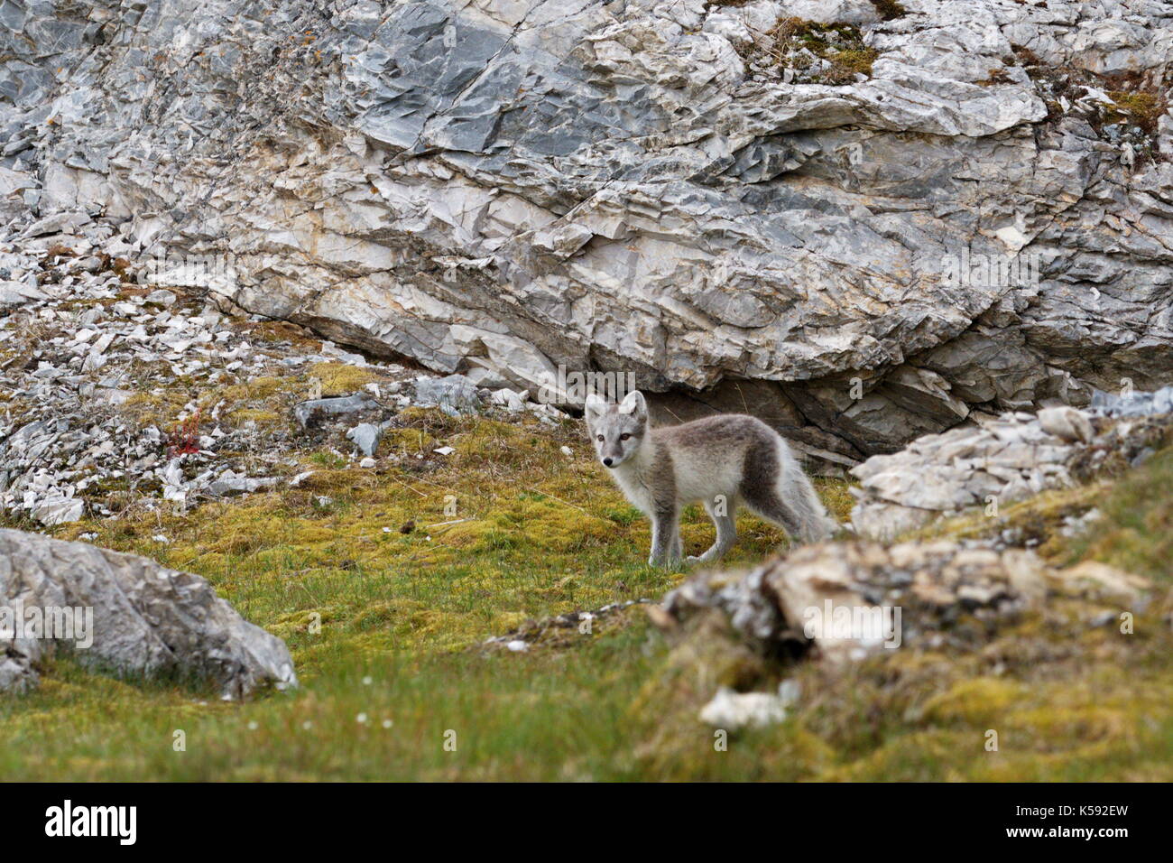 Arctic Fox in Svalbard Stock Photo - Alamy