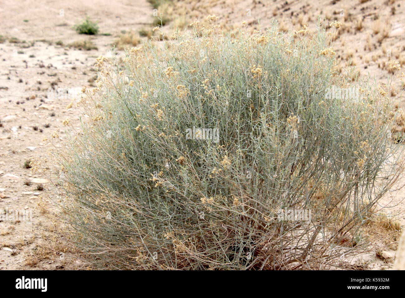 Desert bush with tiny yellow flowers Stock Photo - Alamy
