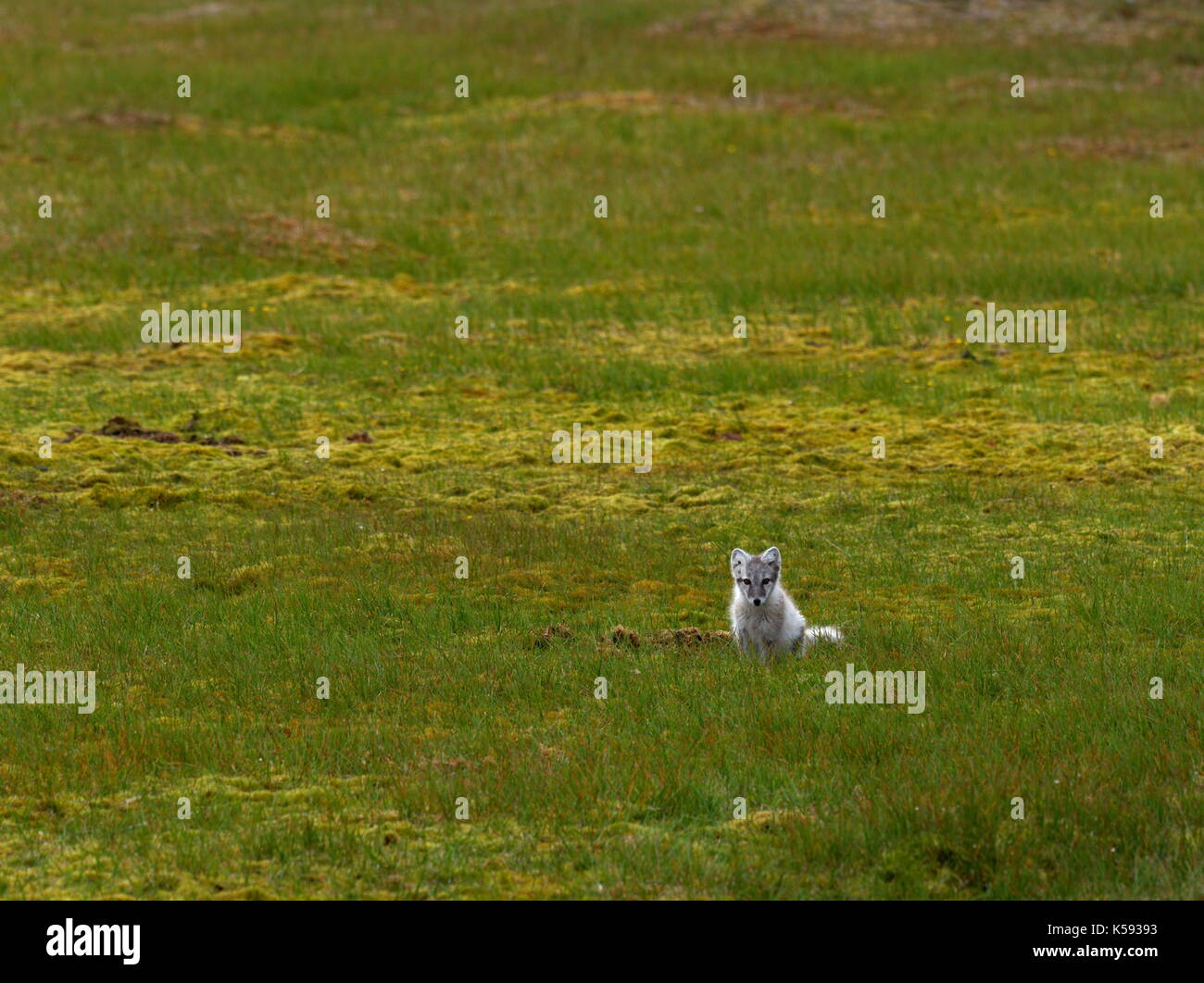 Arctic Fox in Svalbard Stock Photo - Alamy