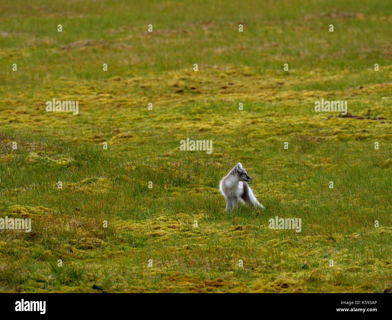 Arctic Fox in Svalbard Stock Photo - Alamy