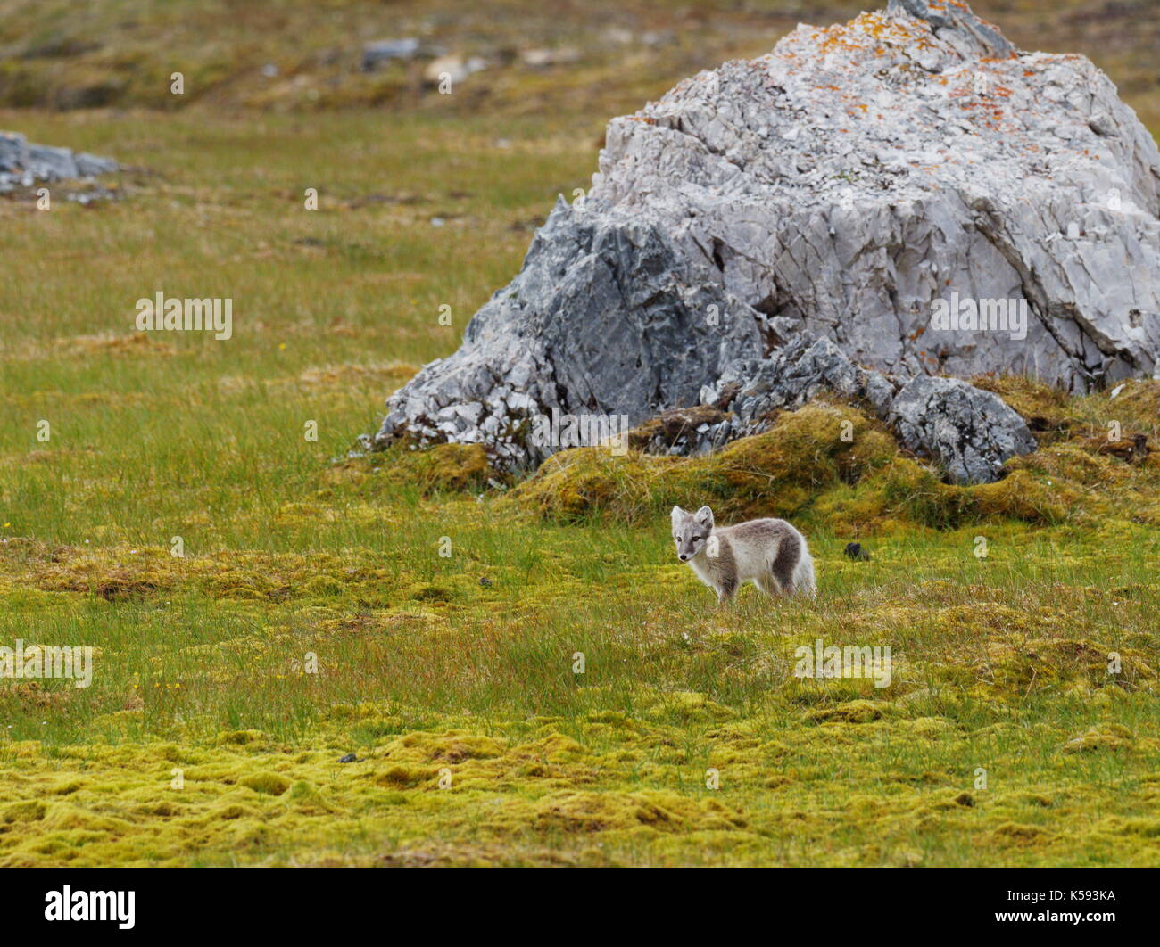 Arctic Fox in Svalbard Stock Photo - Alamy