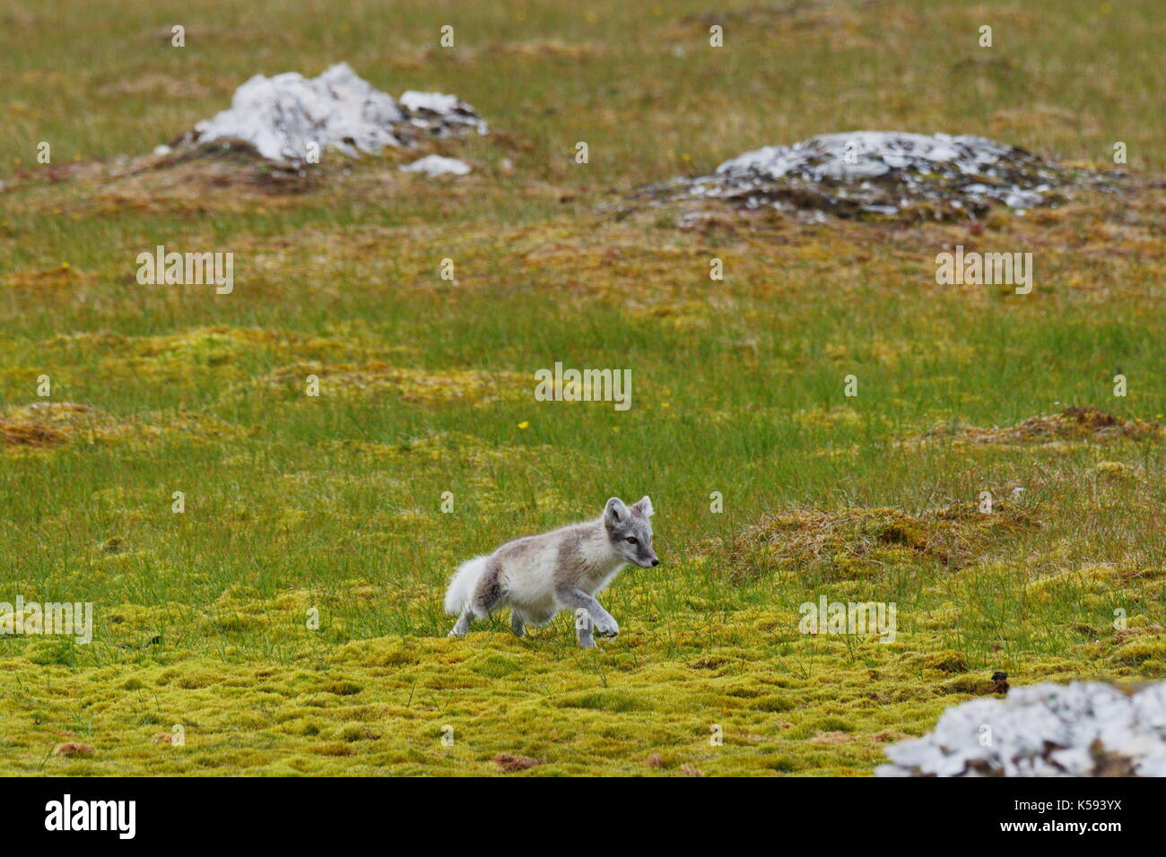 Arctic Fox in Svalbard Stock Photo - Alamy