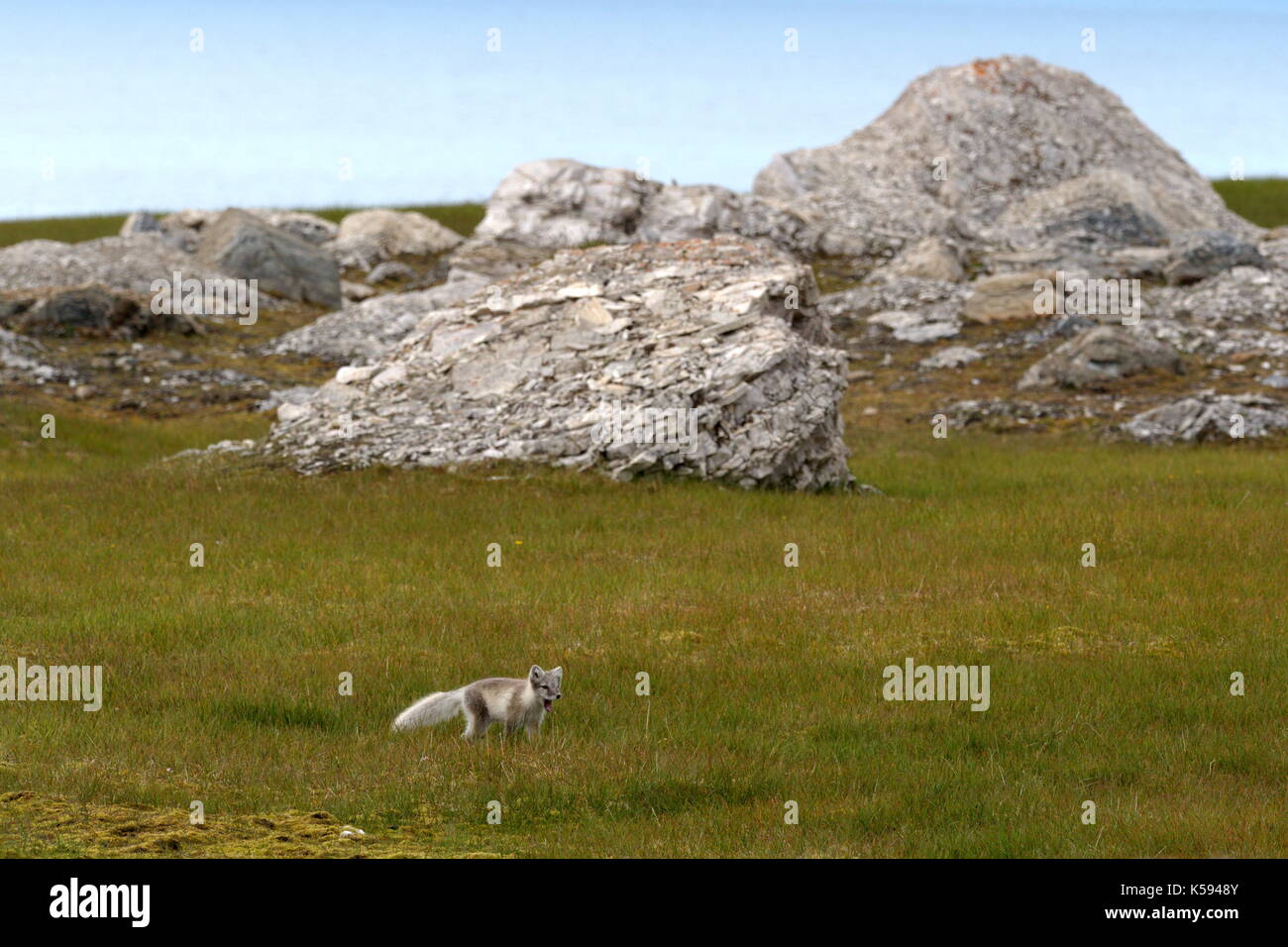Arctic Fox in Svalbard Stock Photo - Alamy